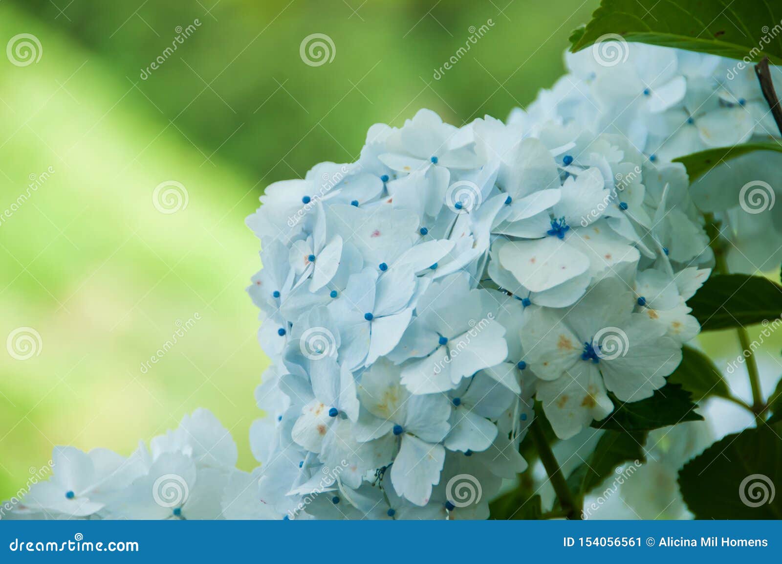 Hydrangeas are the Typical Flowers of the Azores Islands Stock Image ...