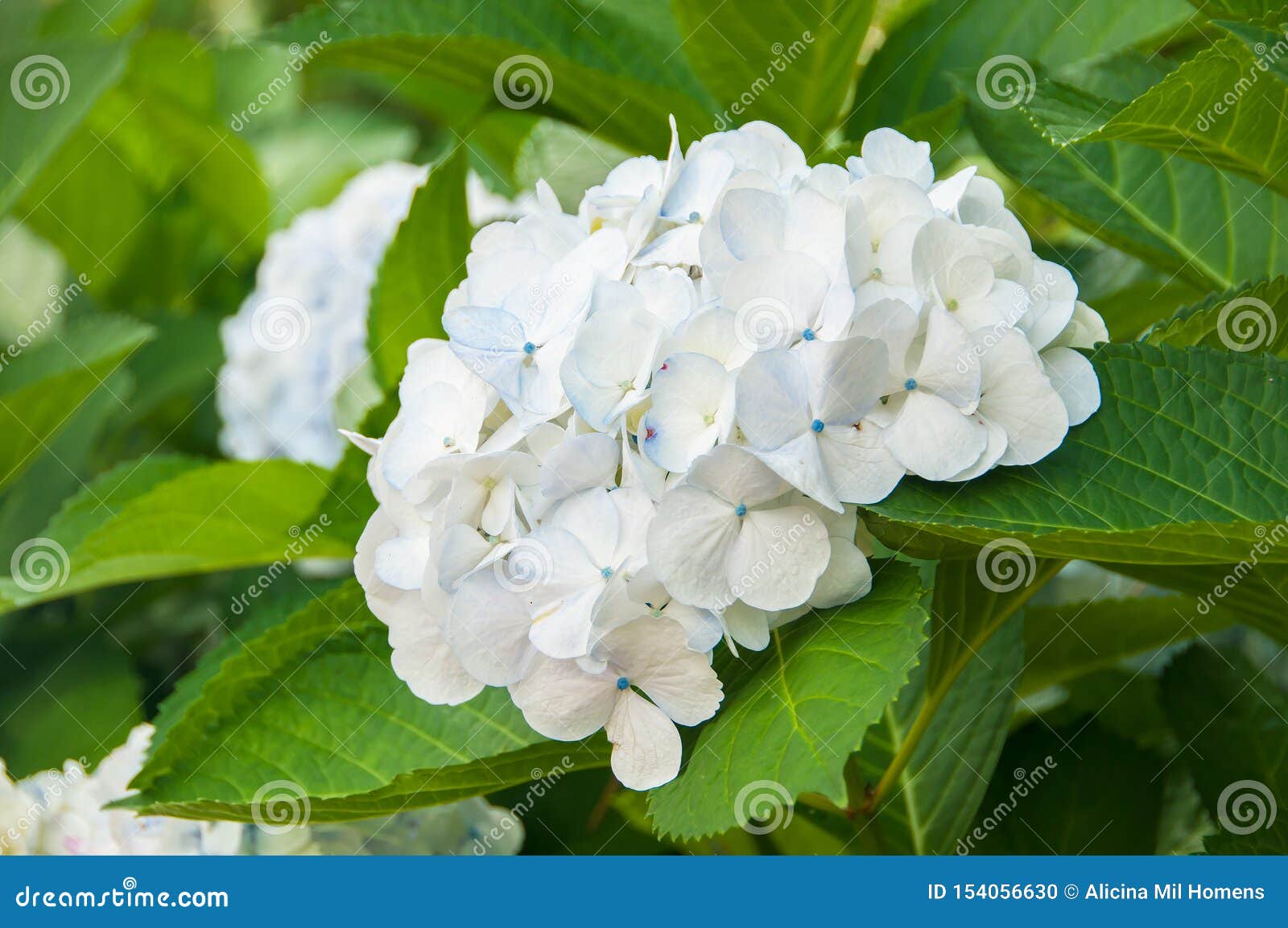 Hydrangeas are the Typical Flowers of the Azores Islands Stock Photo ...