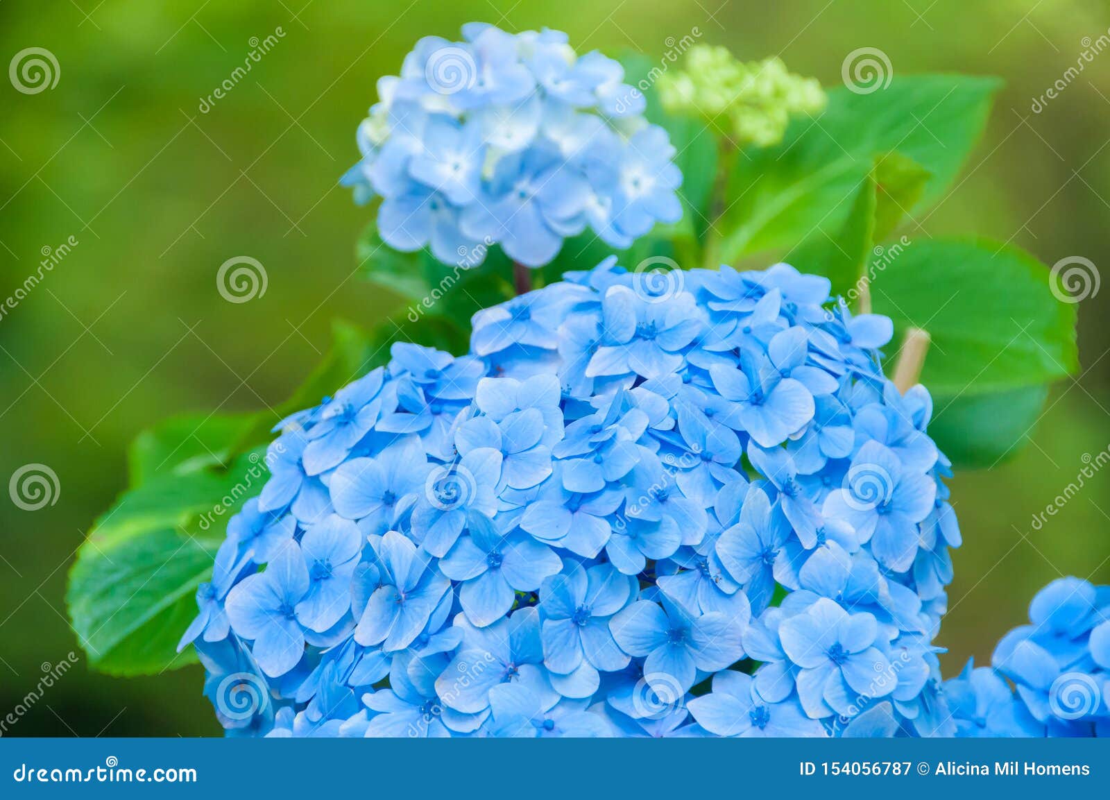 Hydrangeas are the Typical Flowers of the Azores Islands Stock Image ...