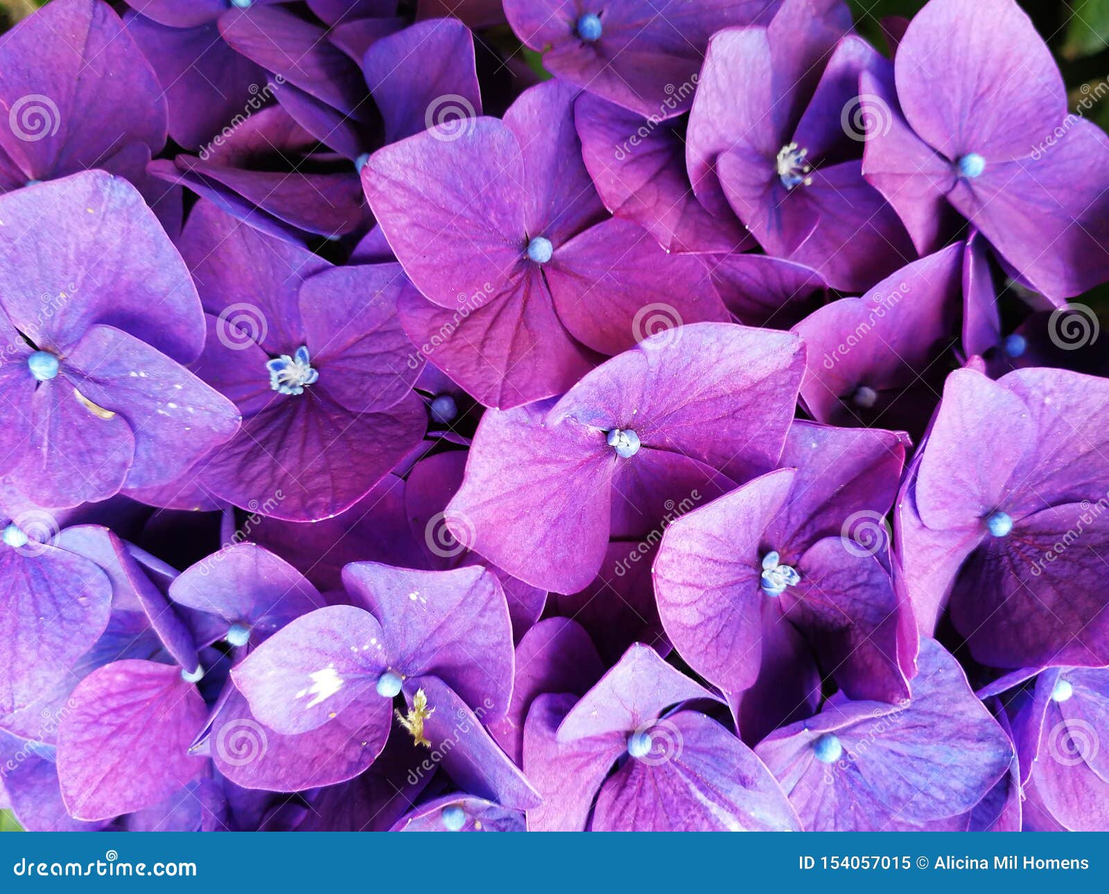 Hydrangeas are the Typical Flowers of the Azores Islands Stock Image ...