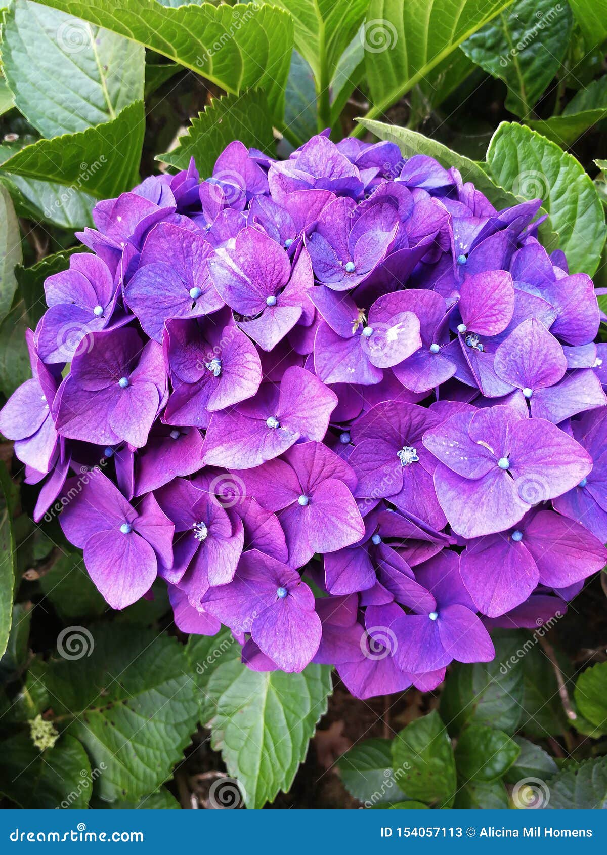 Hydrangeas are the Typical Flowers of the Azores Islands Stock Image ...