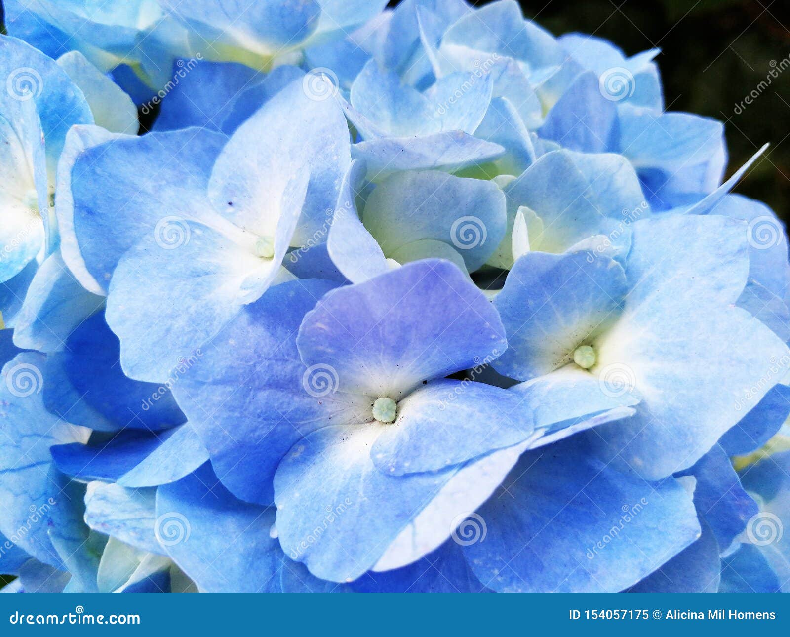 Hydrangeas are the Typical Flowers of the Azores Islands Stock Image ...