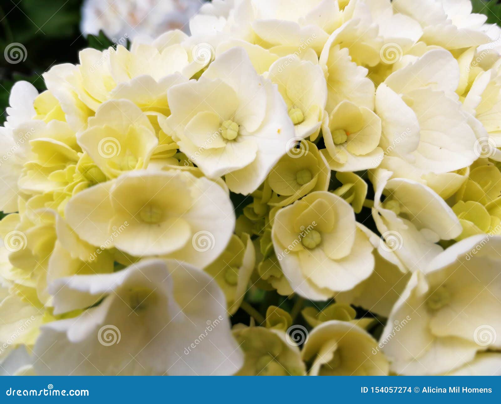 Hydrangeas are the Typical Flowers of the Azores Islands Stock Photo ...