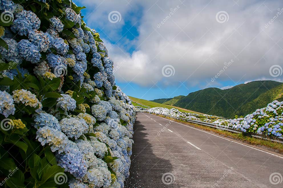 Hydrangeas are the Typical Flowers of the Azores Islands Stock Photo ...