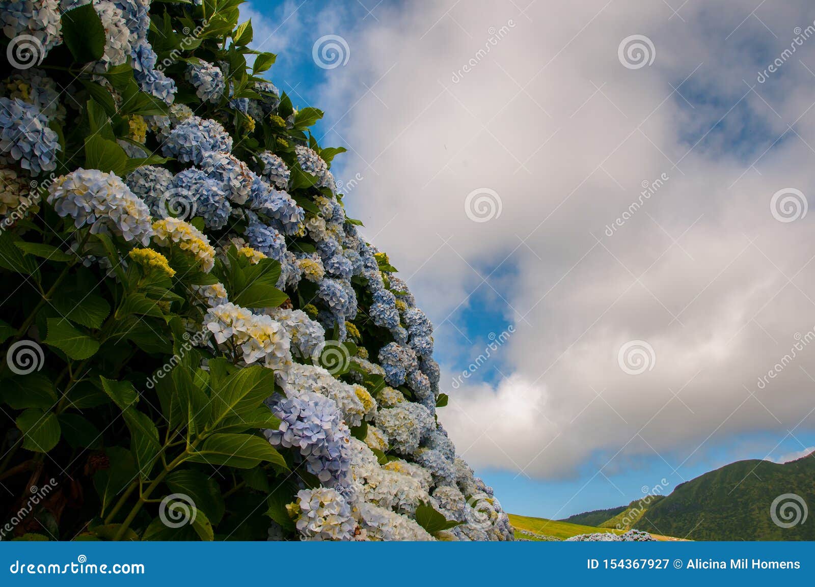 Hydrangeas are the Typical Flowers of the Azores Islands Stock Image ...