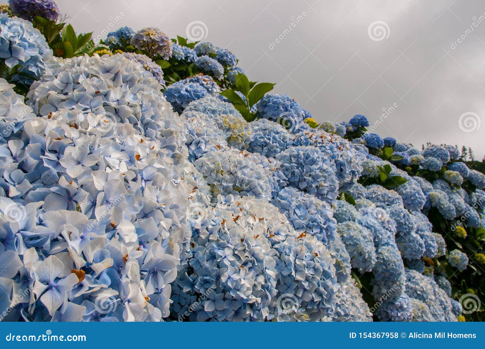 Hydrangeas are the Typical Flowers of the Azores Islands Stock Photo ...