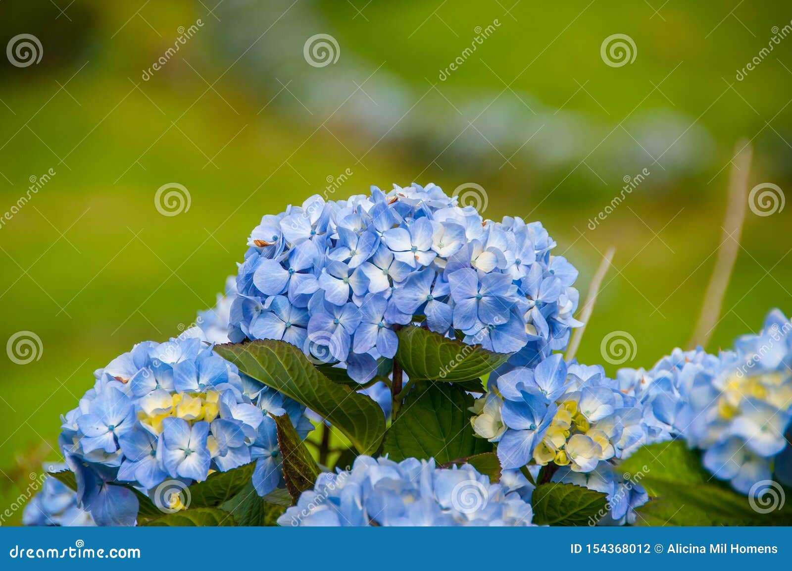 Hydrangeas are the Typical Flowers of the Azores Islands Stock Photo ...