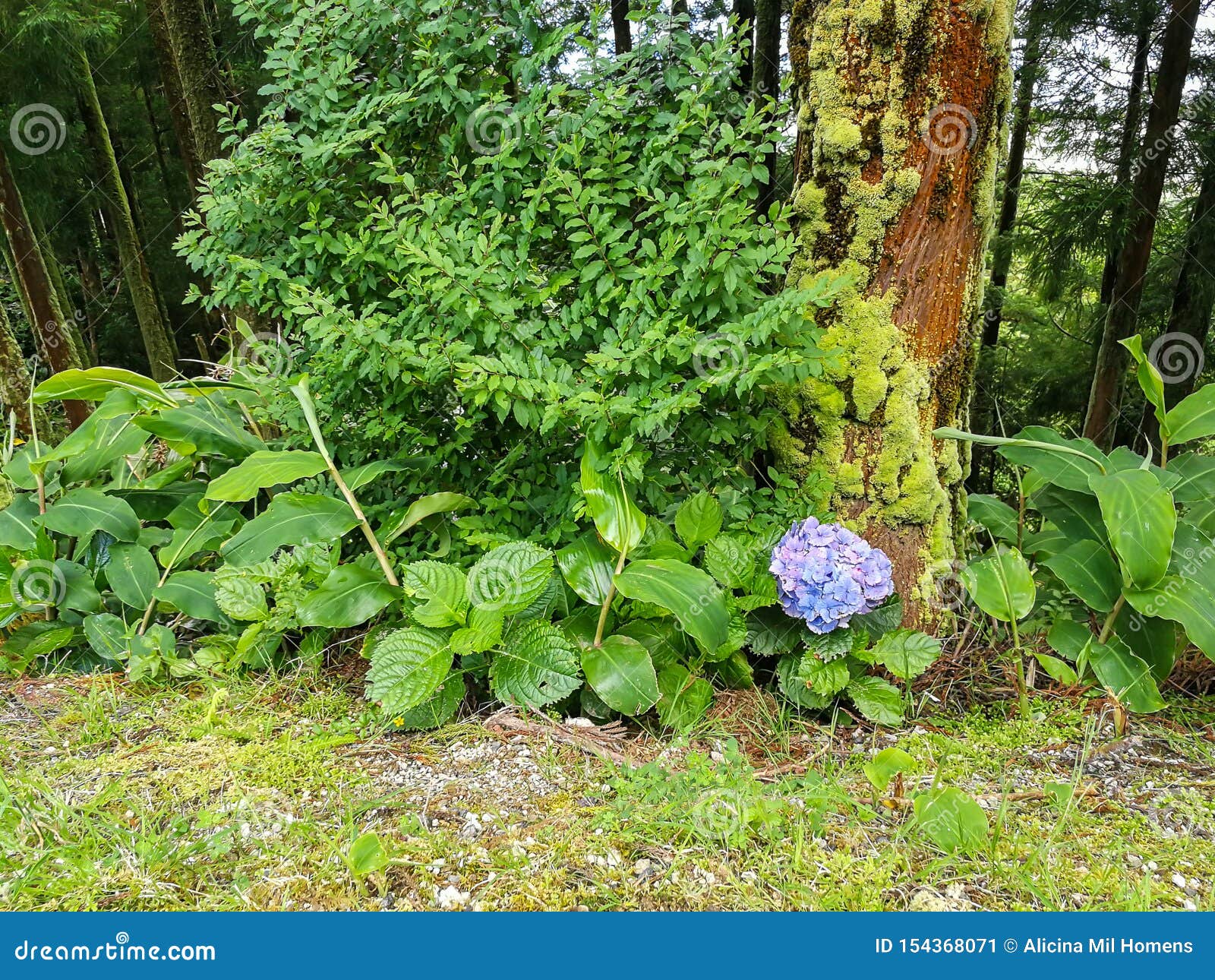 Hydrangeas are the Typical Flowers of the Azores Islands Stock Image ...