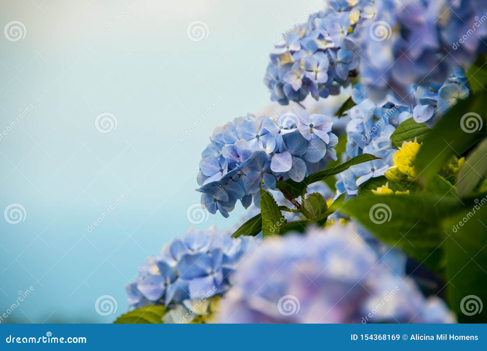 Hydrangeas are the Typical Flowers of the Azores Islands Stock Image ...