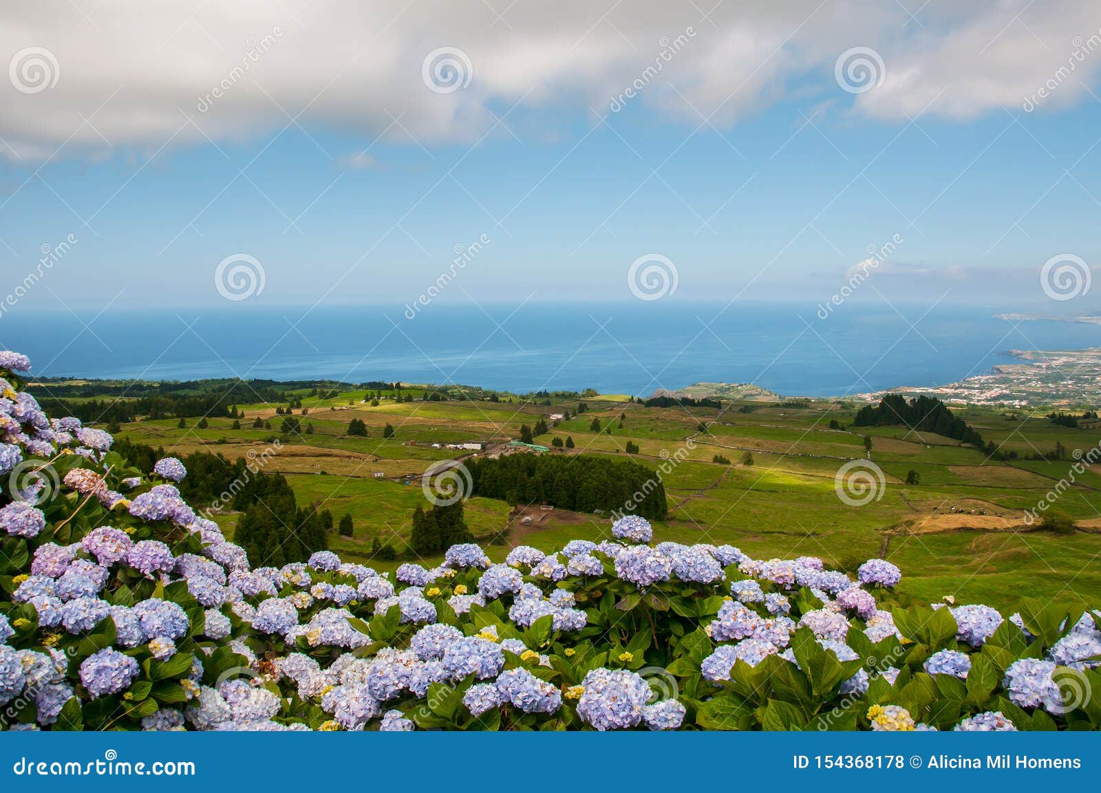 Hydrangeas are the Typical Flowers of the Azores Islands Stock Photo ...