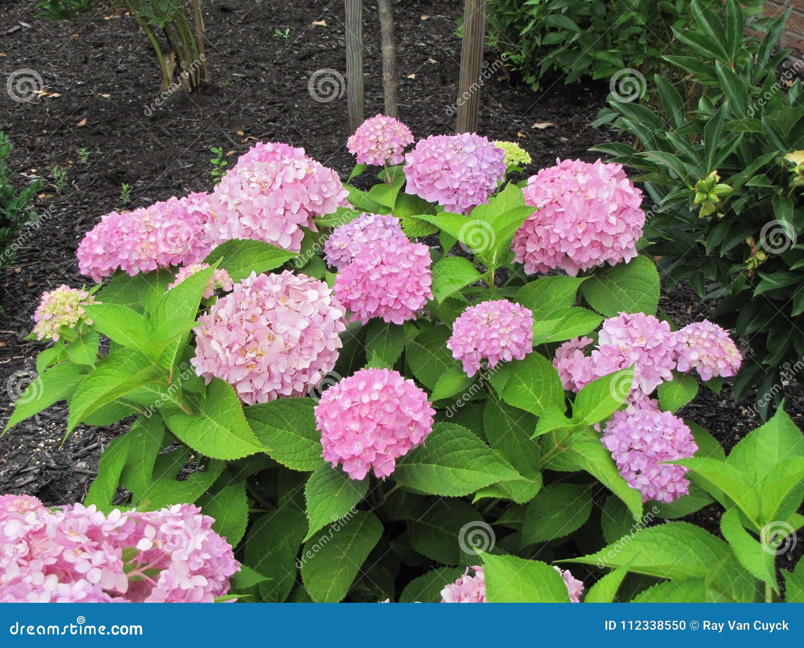 Hydrangeas of Various Varieties and Colors Stock Photo - Image of ...