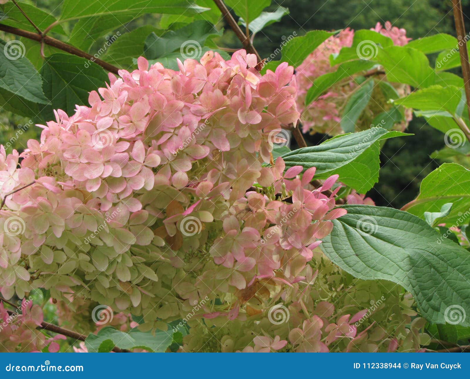 Hydrangeas of Various Varieties and Colors Stock Photo - Image of ...