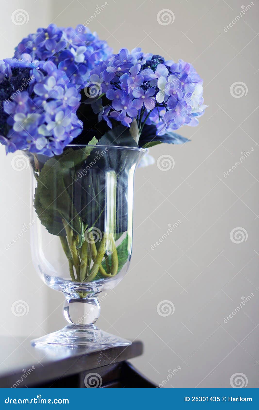 Hydrangeas in vase stock image. Image of flower, blossom - 25301435