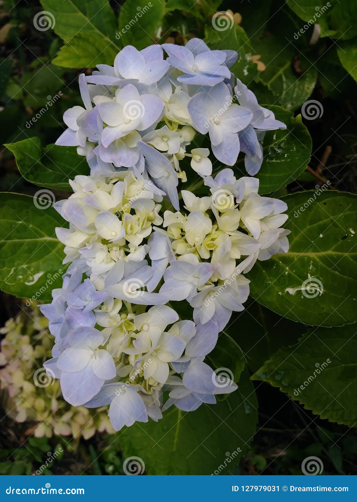 Hydrangia stock image. Image of flower, blue, bloom - 127979031