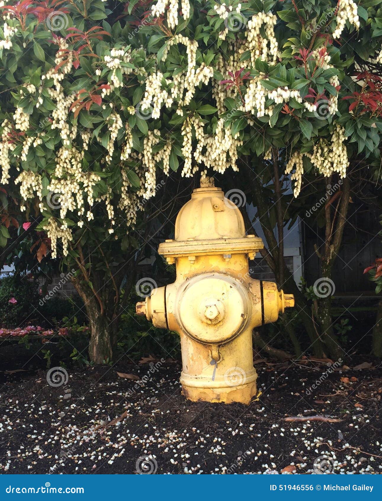 Hydrant Beneath the Flowers. Stock Photo - Image of spring, fire: 51946556