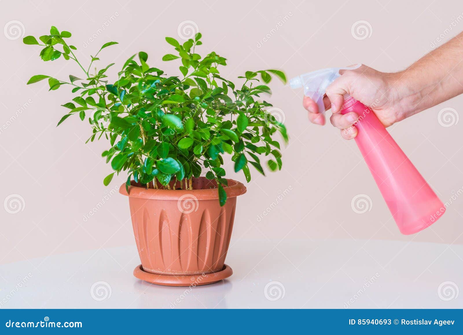 Hydration Foliage Home Plants with a Sprayer Stock Image - Image of ...