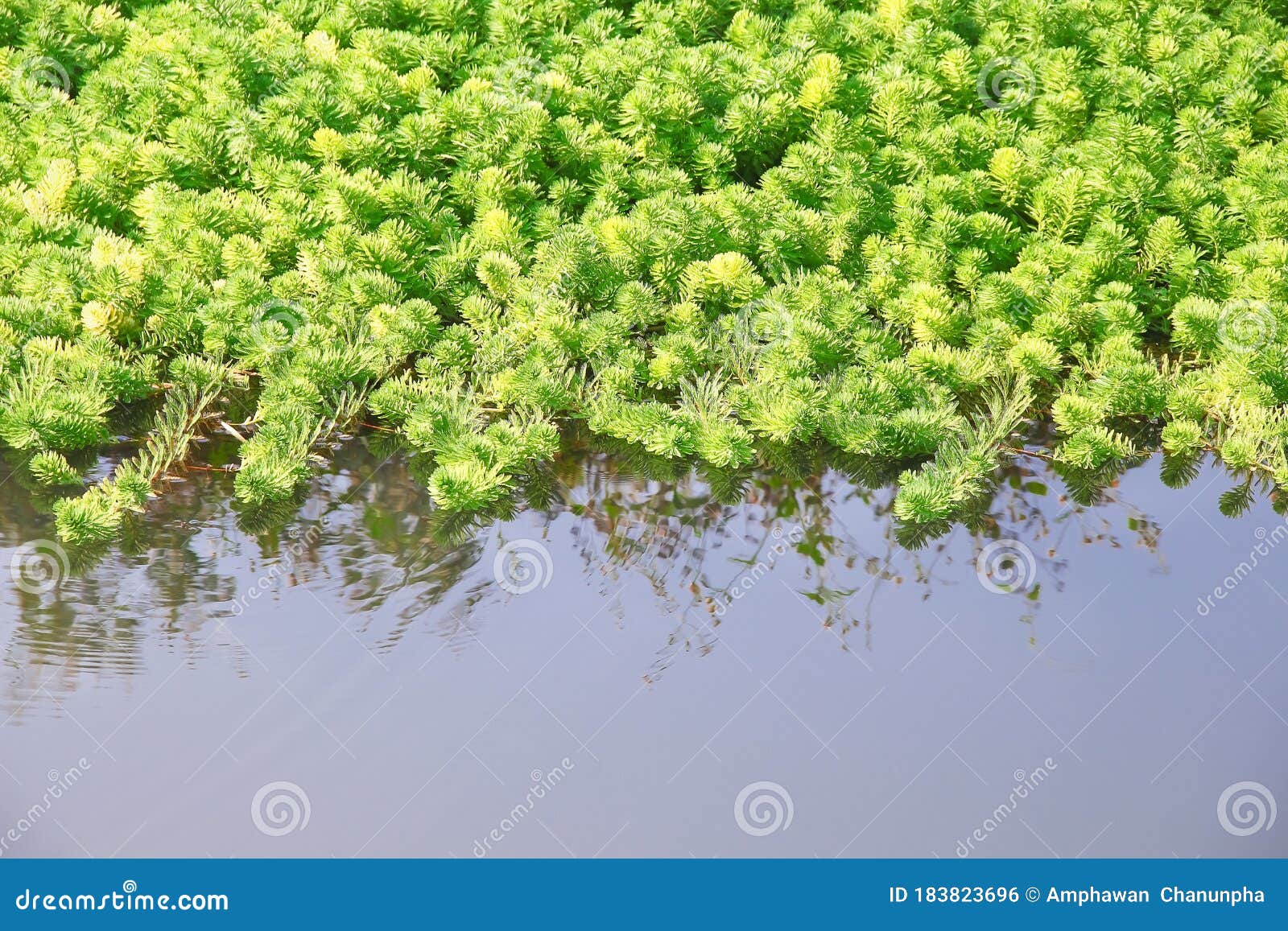 Hydrilla Verticillata Water Weed in River Background Stock Photo ...