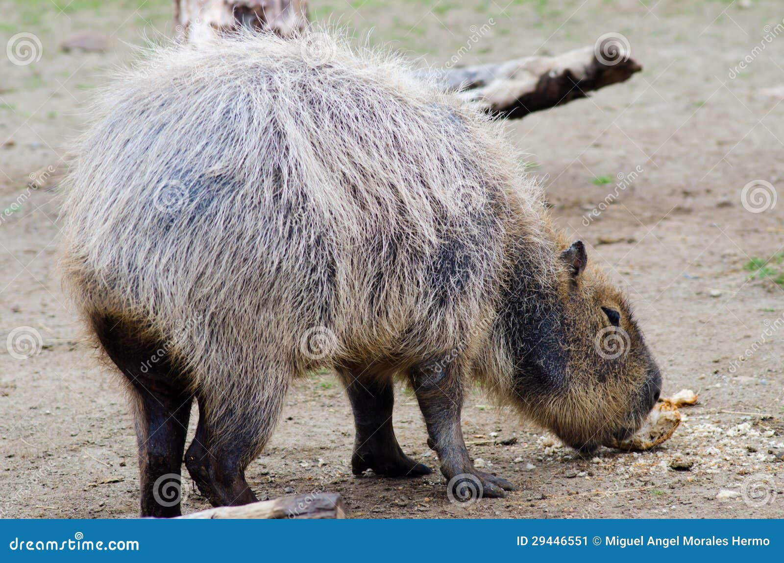 Hydrochoerus hydrochaeris stock image. Image of capybara - 29446551