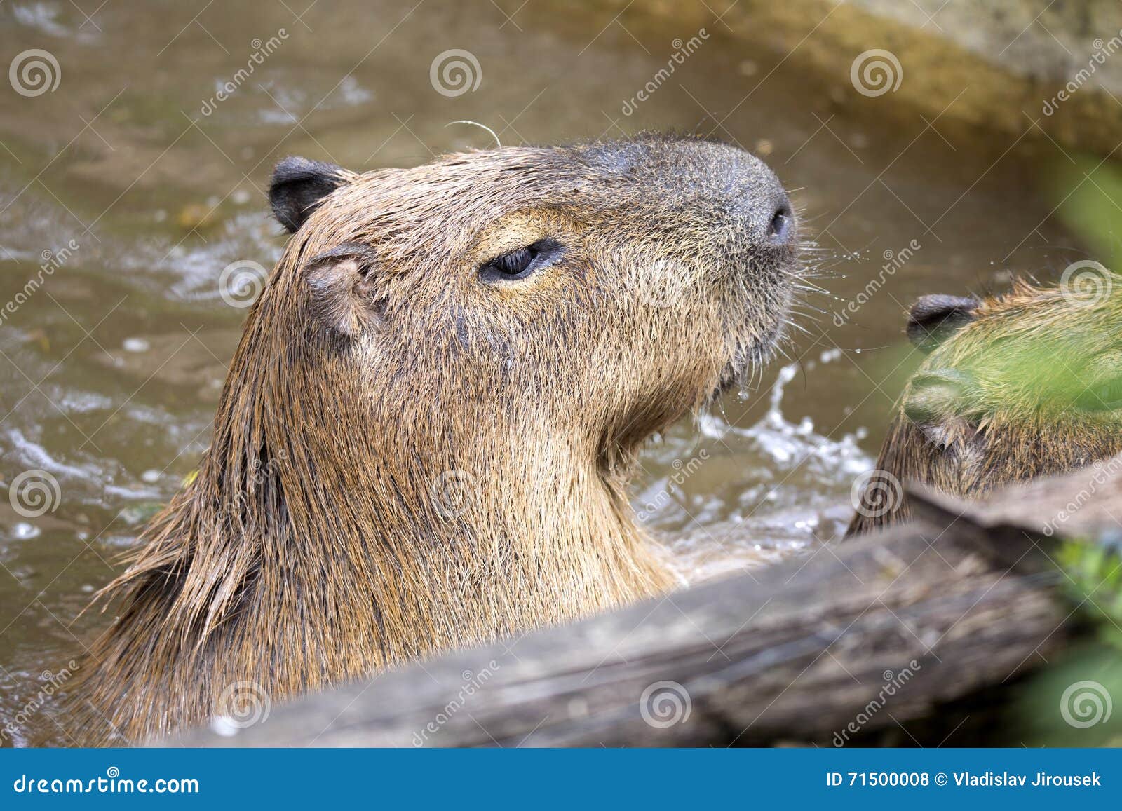Capybara, The Largest Rodent In The World Royalty-Free Stock Photo ...