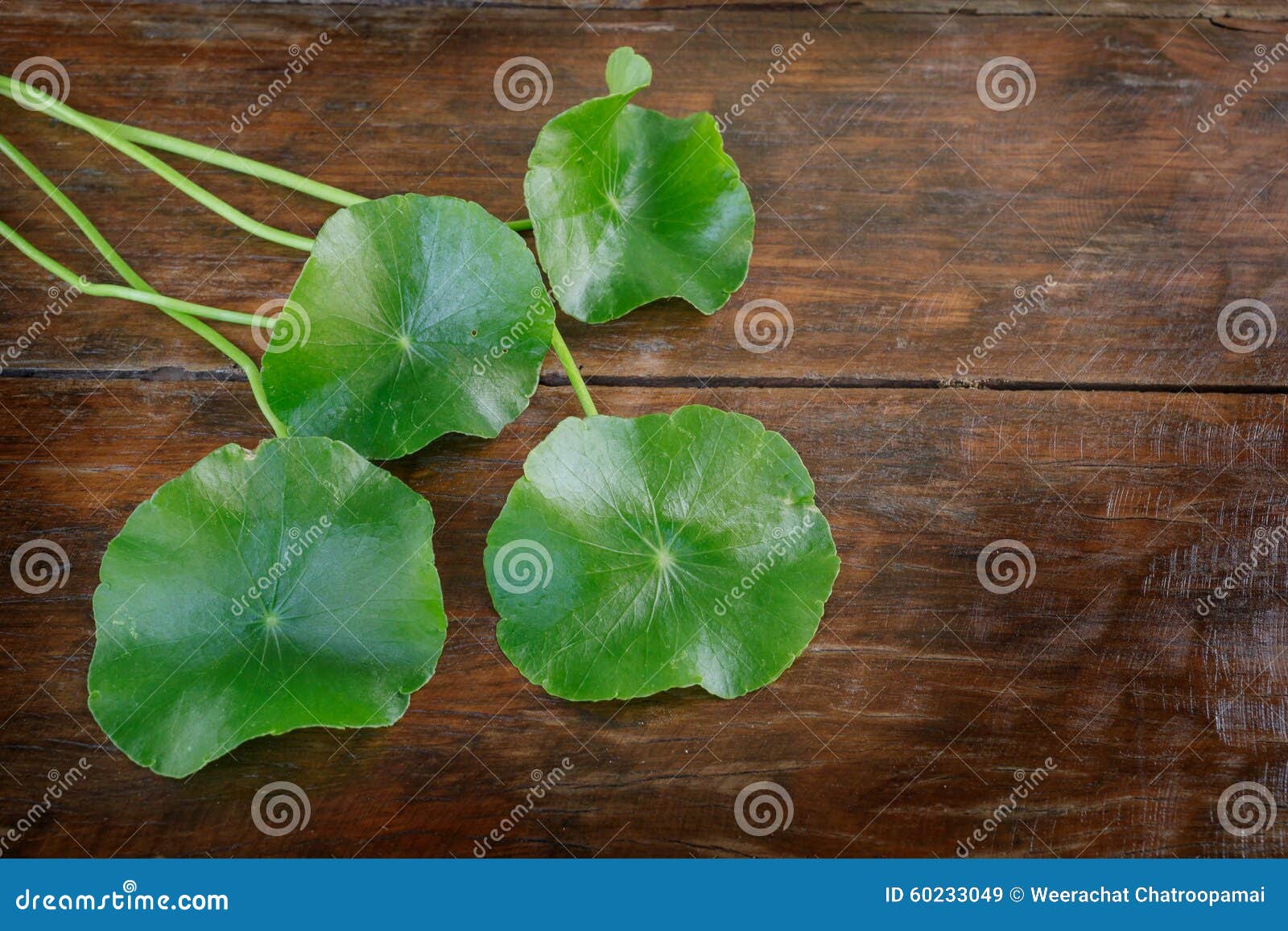 Hydrocotyle [ Centella Asiatica ] Stock Image - Image of background ...