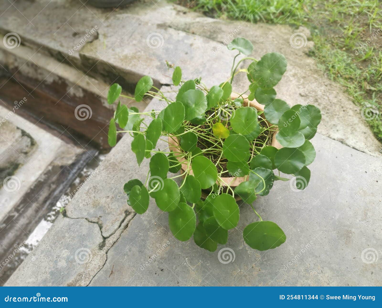 Hydrocotyle Leucocephala Growing in the Pot. Stock Photo - Image of ...