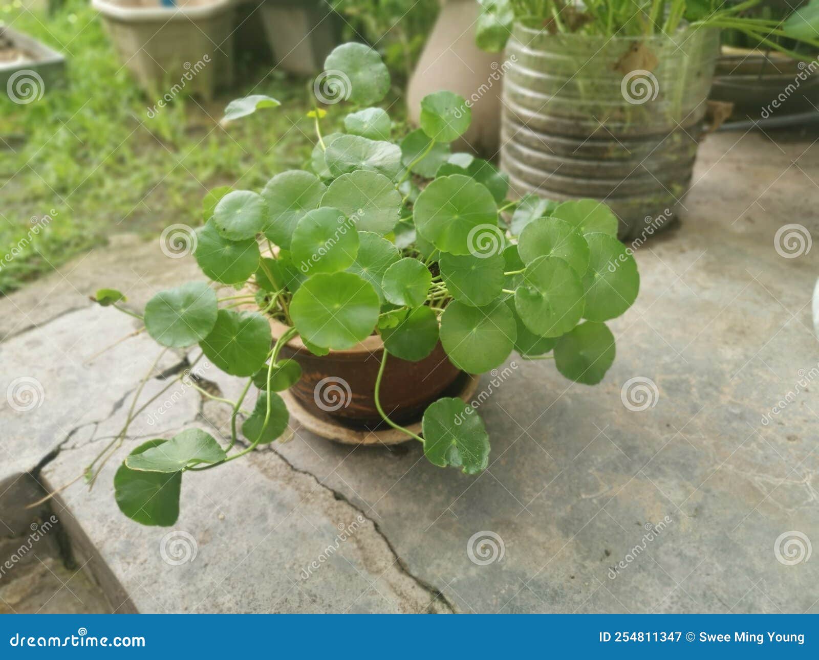 Hydrocotyle Leucocephala Growing in the Pot. Stock Image - Image of ...