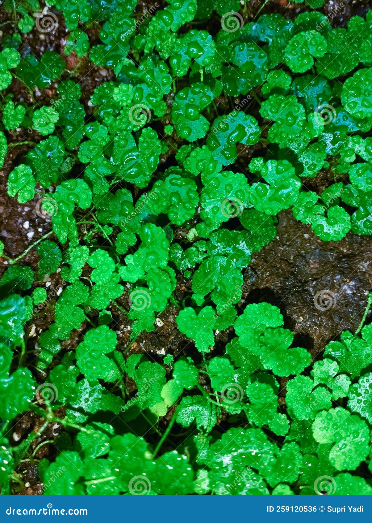 Hydrocotyle Sibthorpioides Lam - Vines Stock Photo - Image of leaf ...
