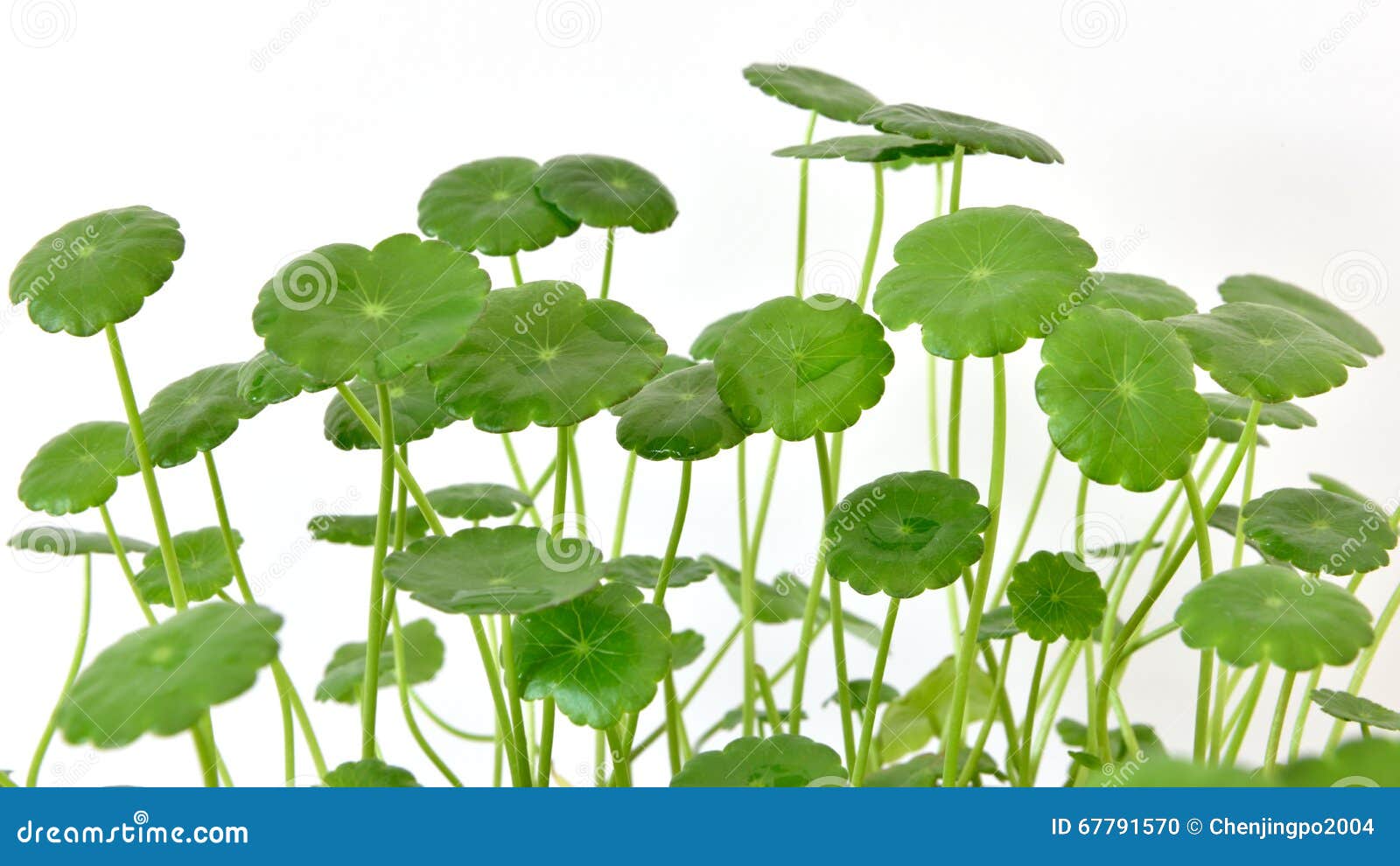Hydrocotyle vulgaris stock photo. Image of green, herbaceous - 67791570