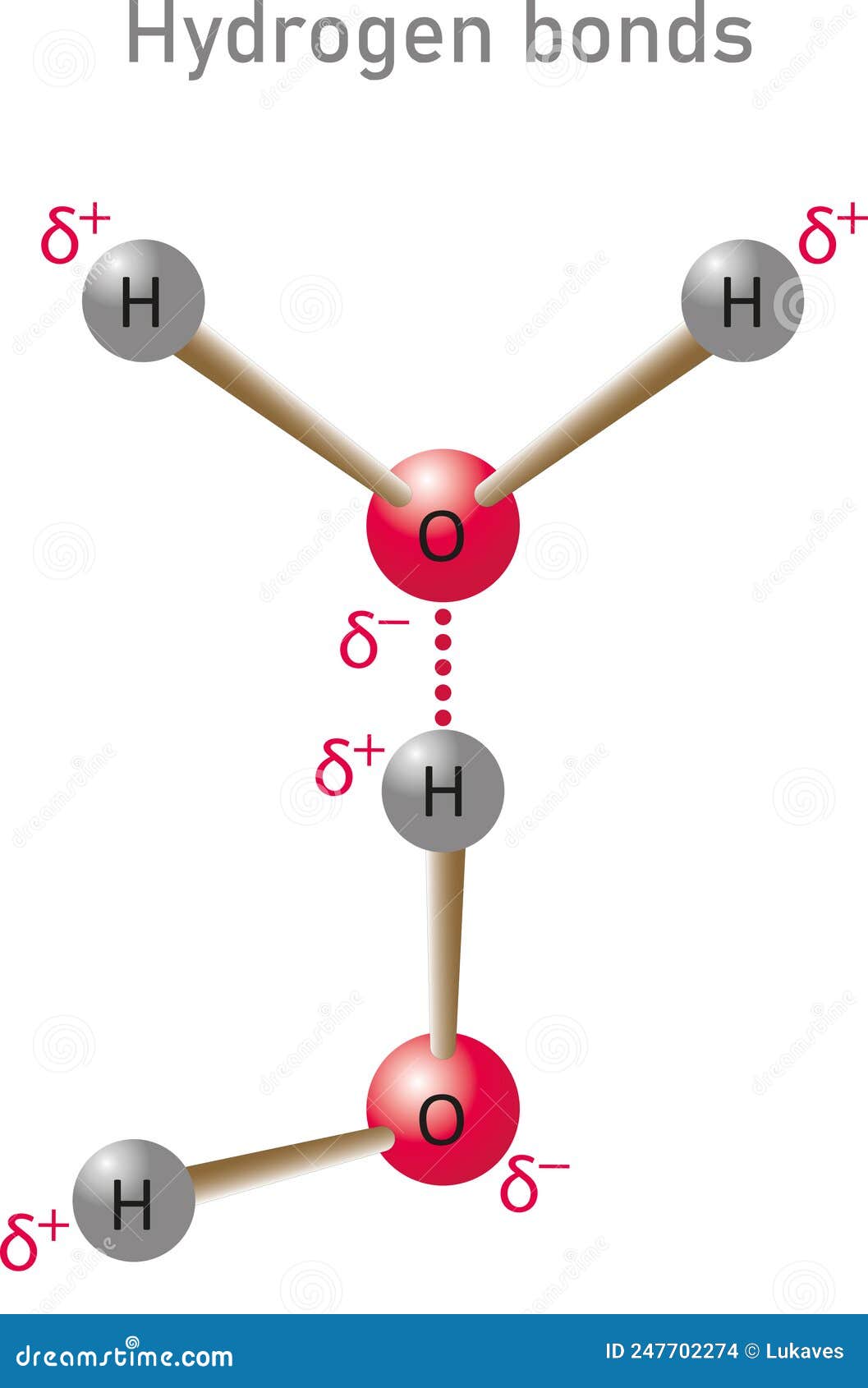 Hydrogen bonds stock vector. Illustration of water, science - 247702274