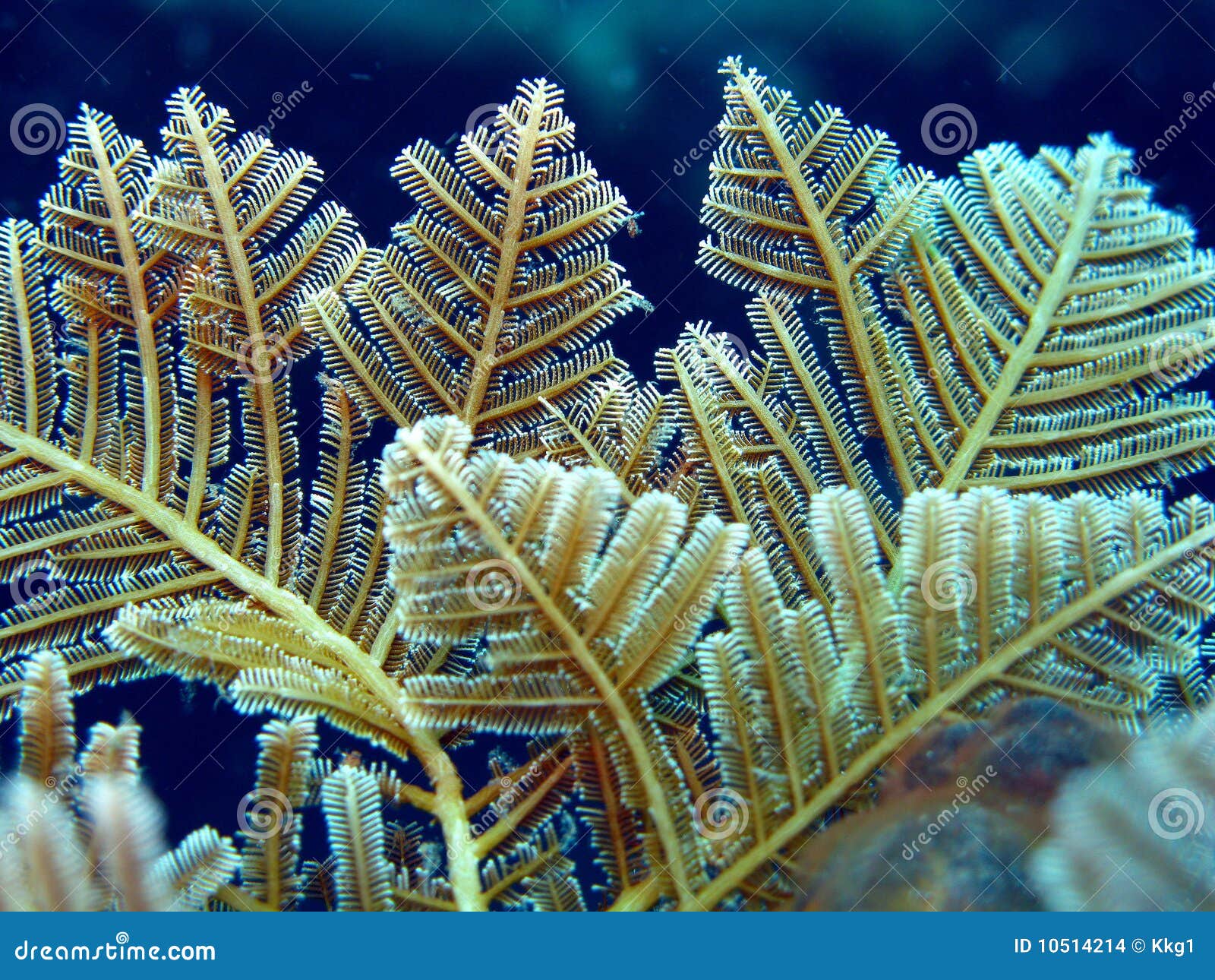 Hydroid stock photo. Image of fishes, bali, divers, coral - 10514214
