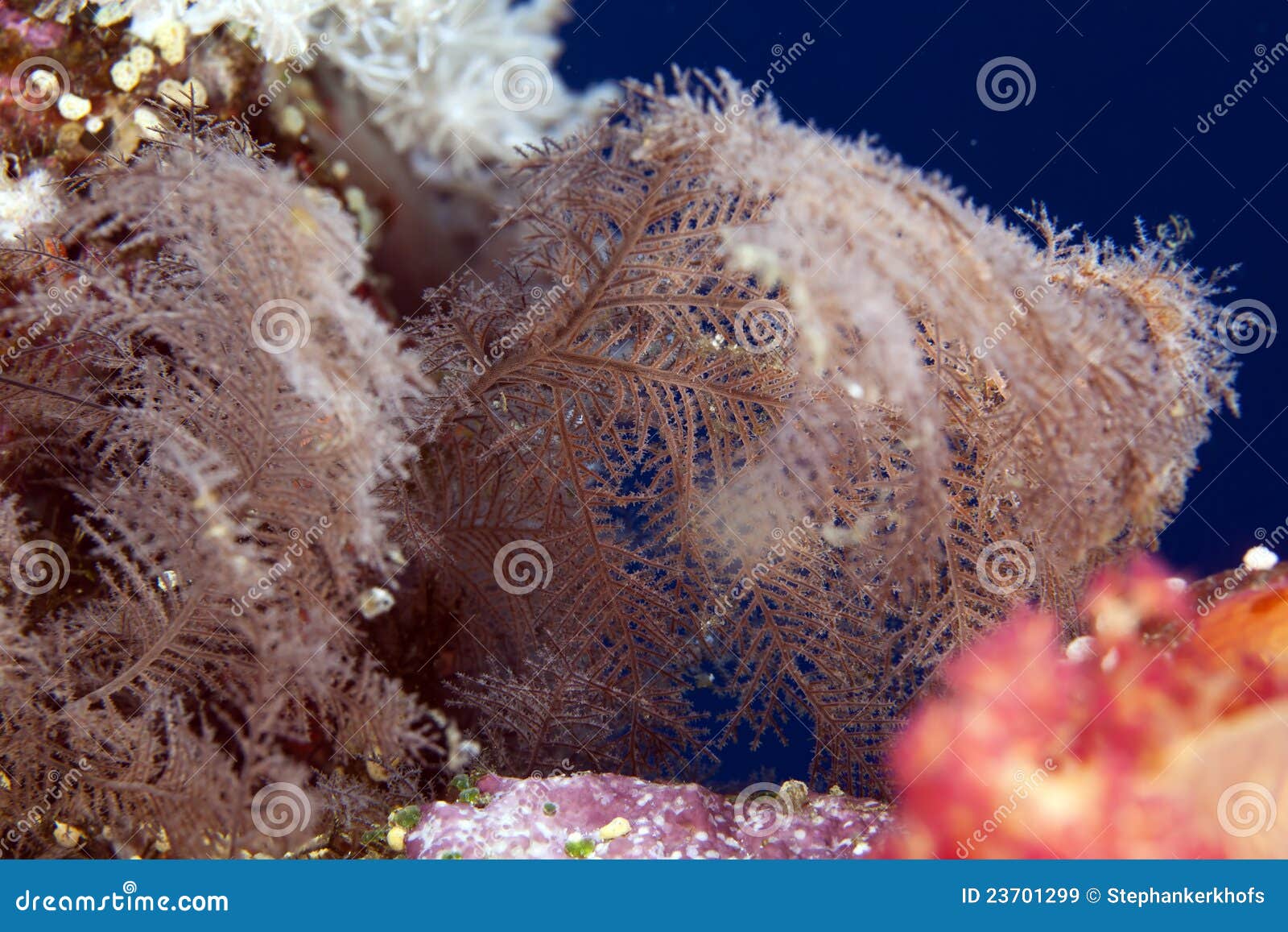 Hydroid (sertularia sp.a) stock image. Image of seascape - 23701299