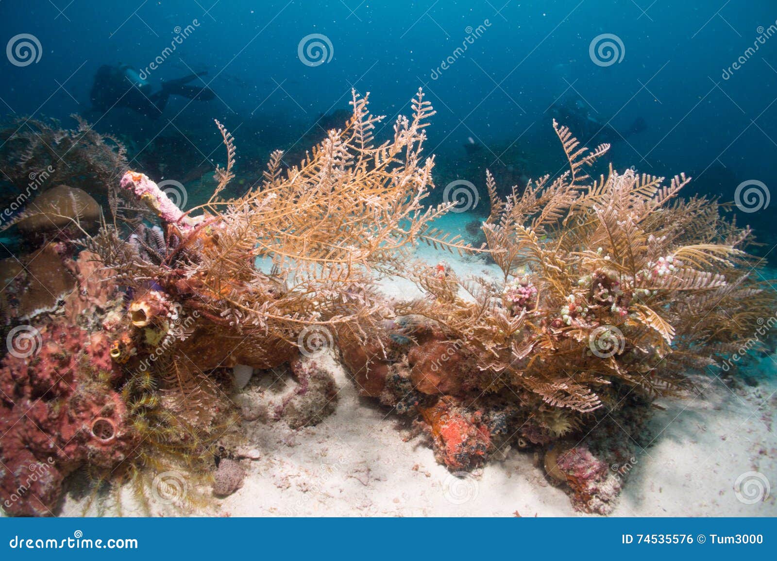 Hydroid stock photo. Image of biodiversity, indo, environment - 74535576