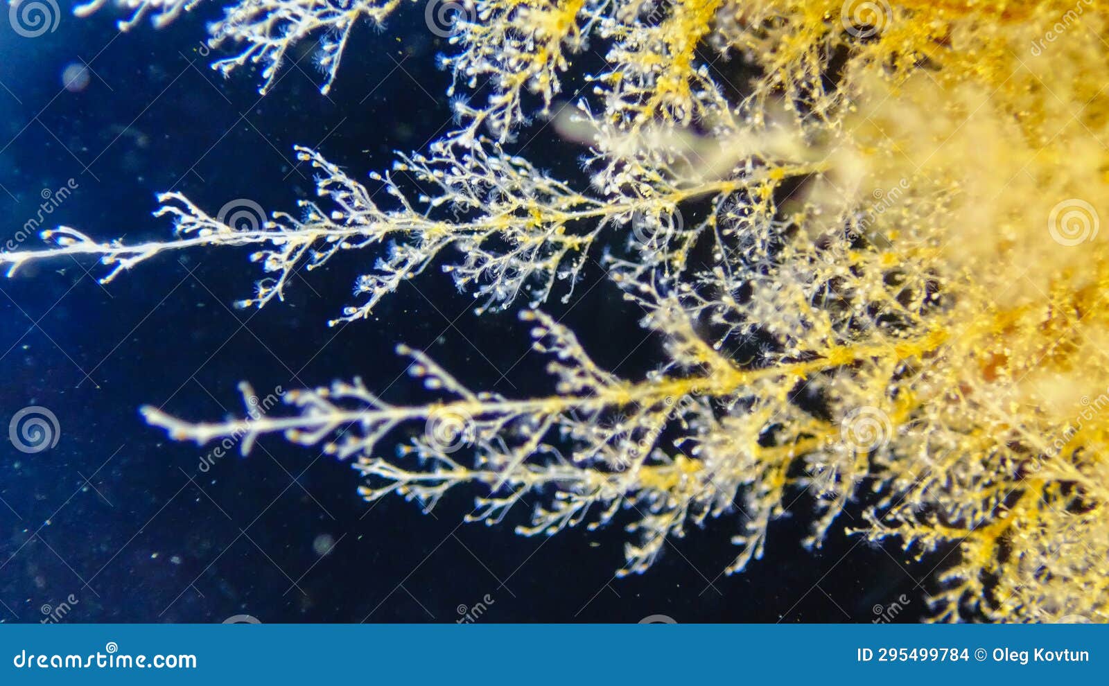Stinging Hydroids On USAT Liberty Stock Image | CartoonDealer.com #50594509