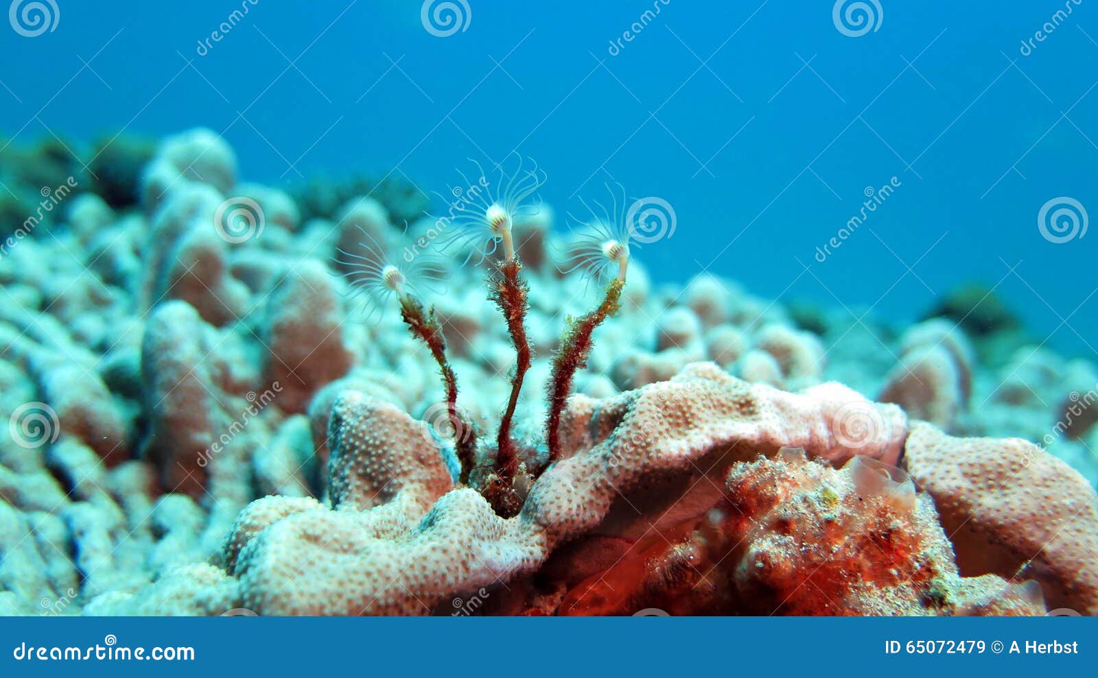 Hydroids tubular imagen de archivo. Imagen de fotografiado - 65072479