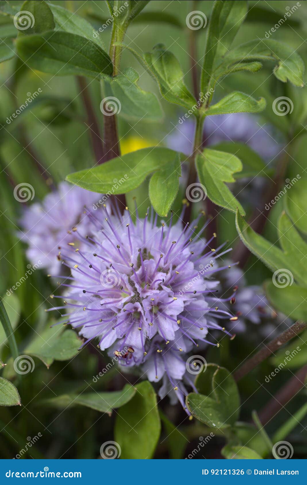 Hydrophyllum Capitatum stock photo. Image of spring, range - 92121326