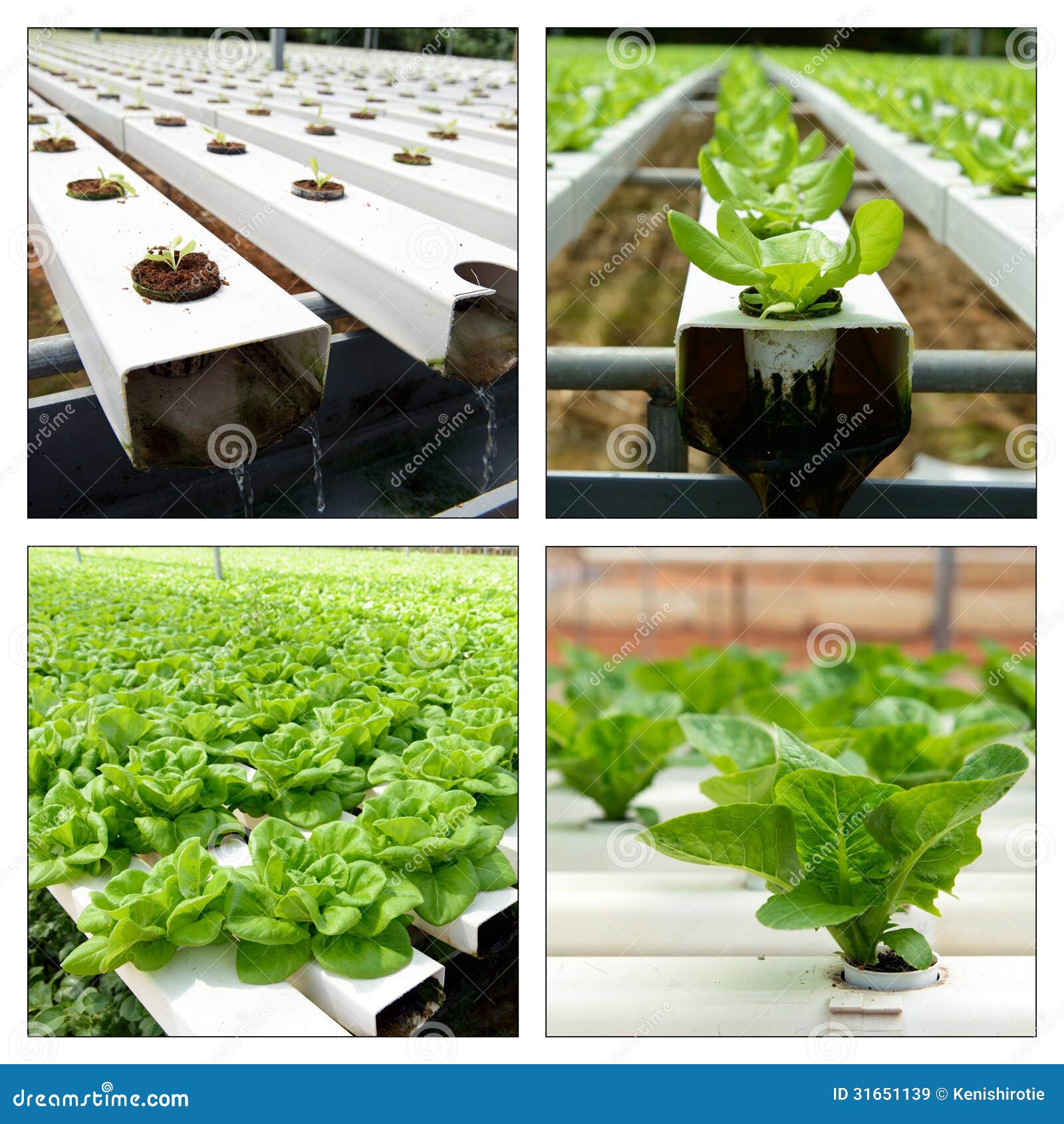 Hydroponic collage stock image. Image of hydroponics - 31651139