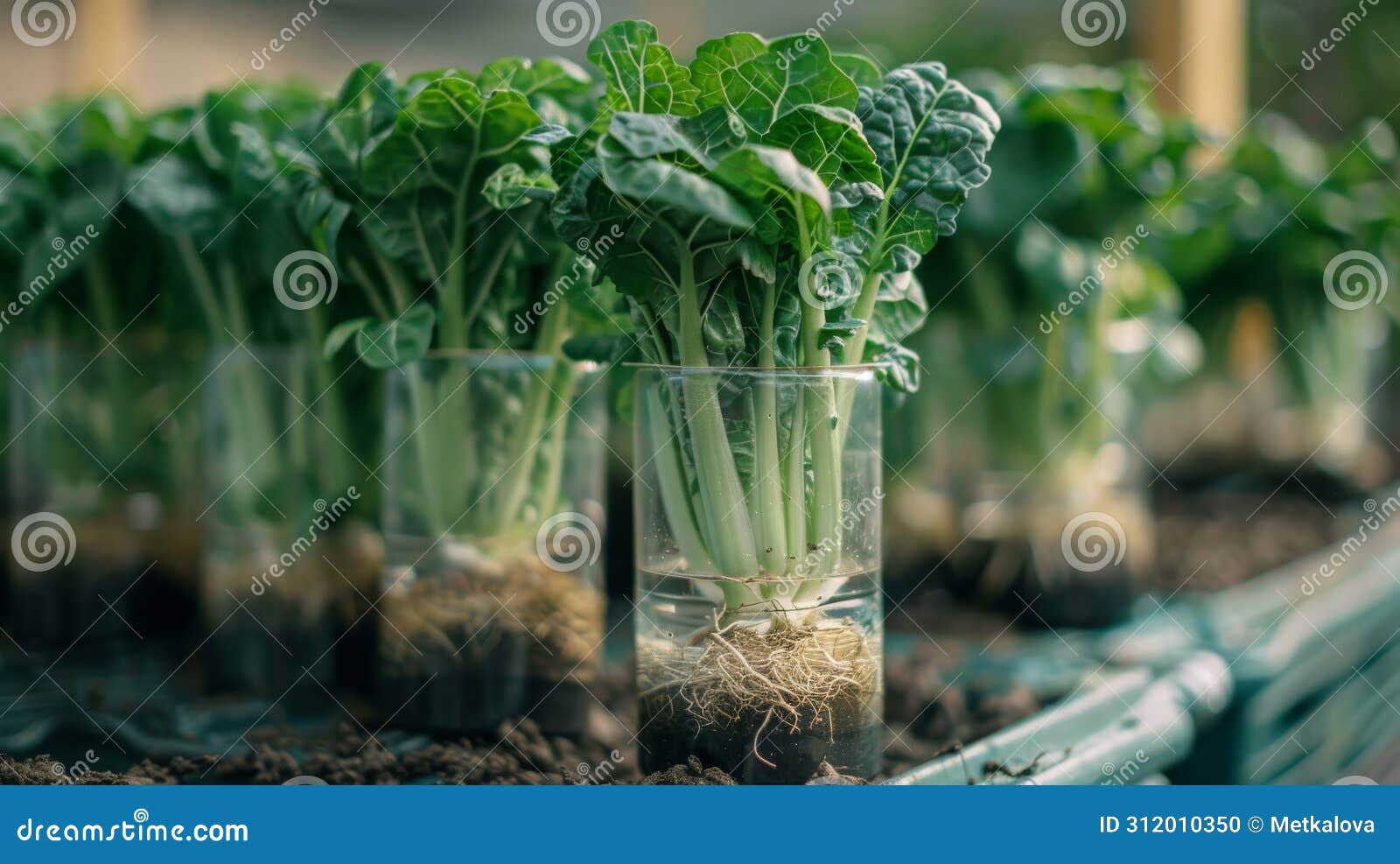 Hydroponic Collards with Roots in Glass. Biotechnology, Science of ...