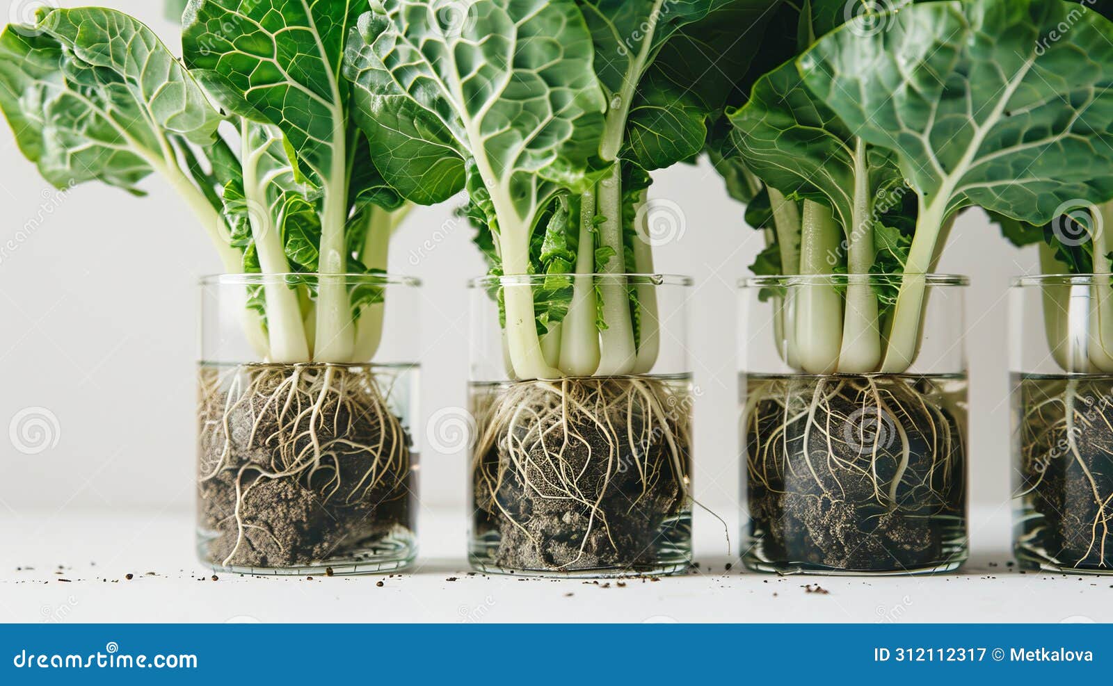 Hydroponic Collards with Roots in Glass. Biotechnology, Science of ...
