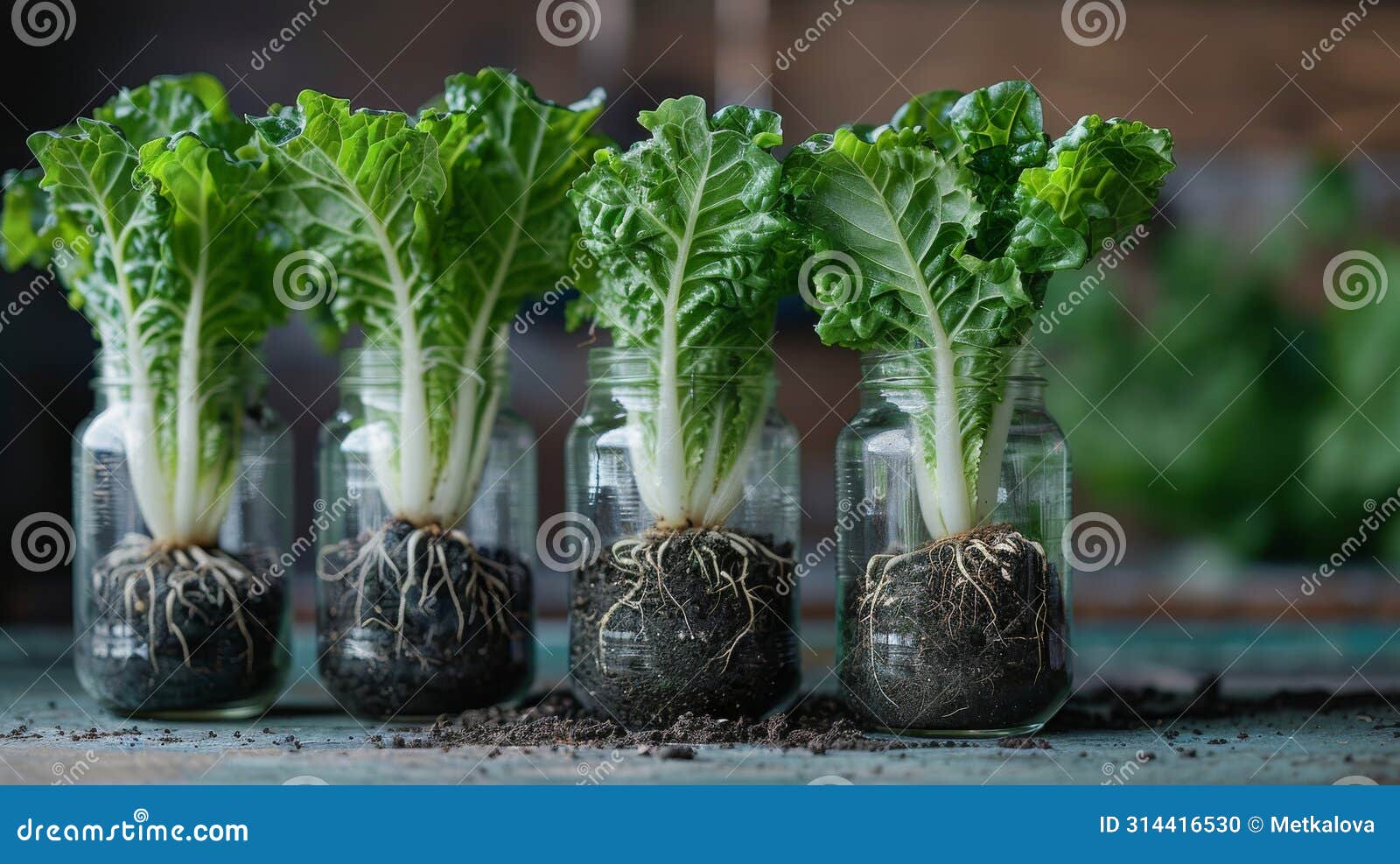 Hydroponic Collards with Roots in Glass. Biotechnology, Science of Genetic Engineering Stock ...