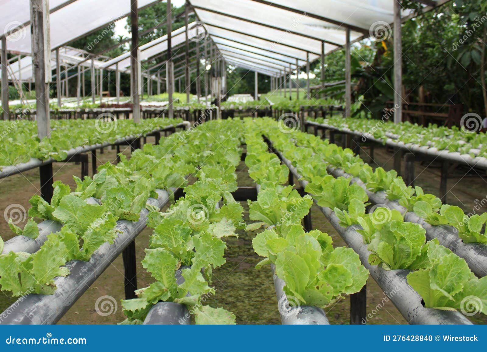 Hydroponic Cultivation of Lettuce Stock Photo - Image of garden ...
