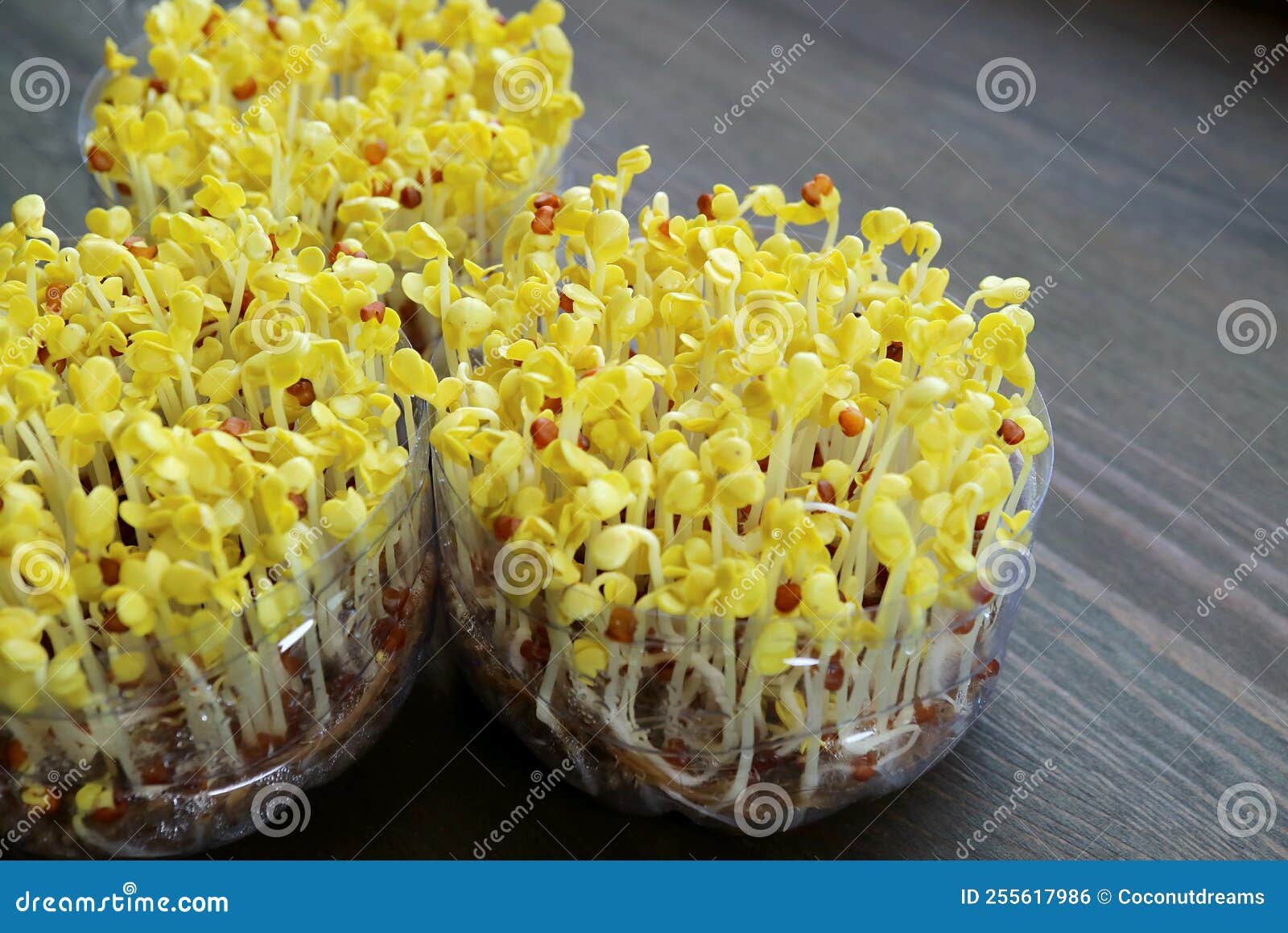 Daikon Sprouts or Kaiware Daikon after Uncovered and Exposed To the ...