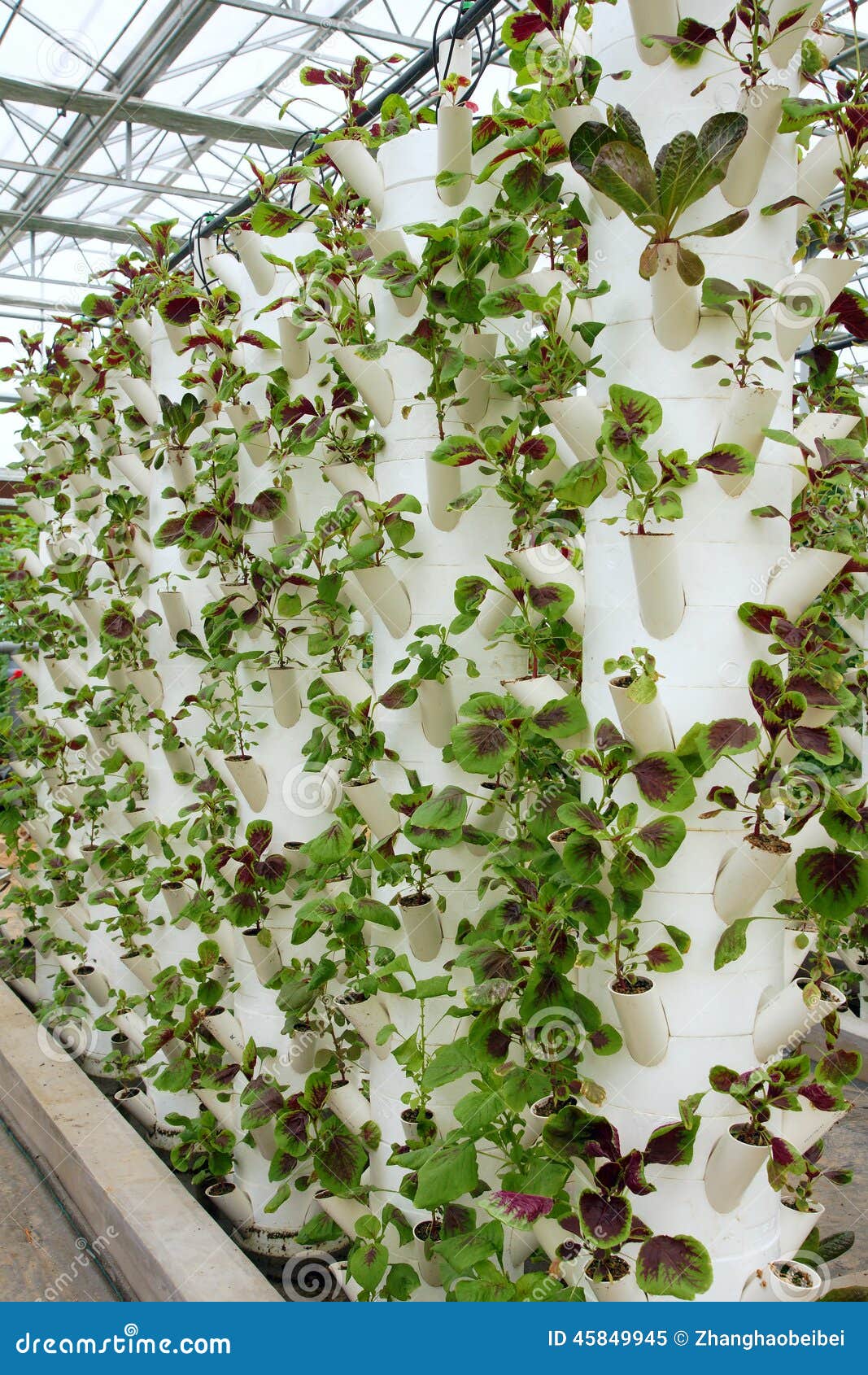 Hydroponic edible amaranth stock image. Image of farm - 45849945