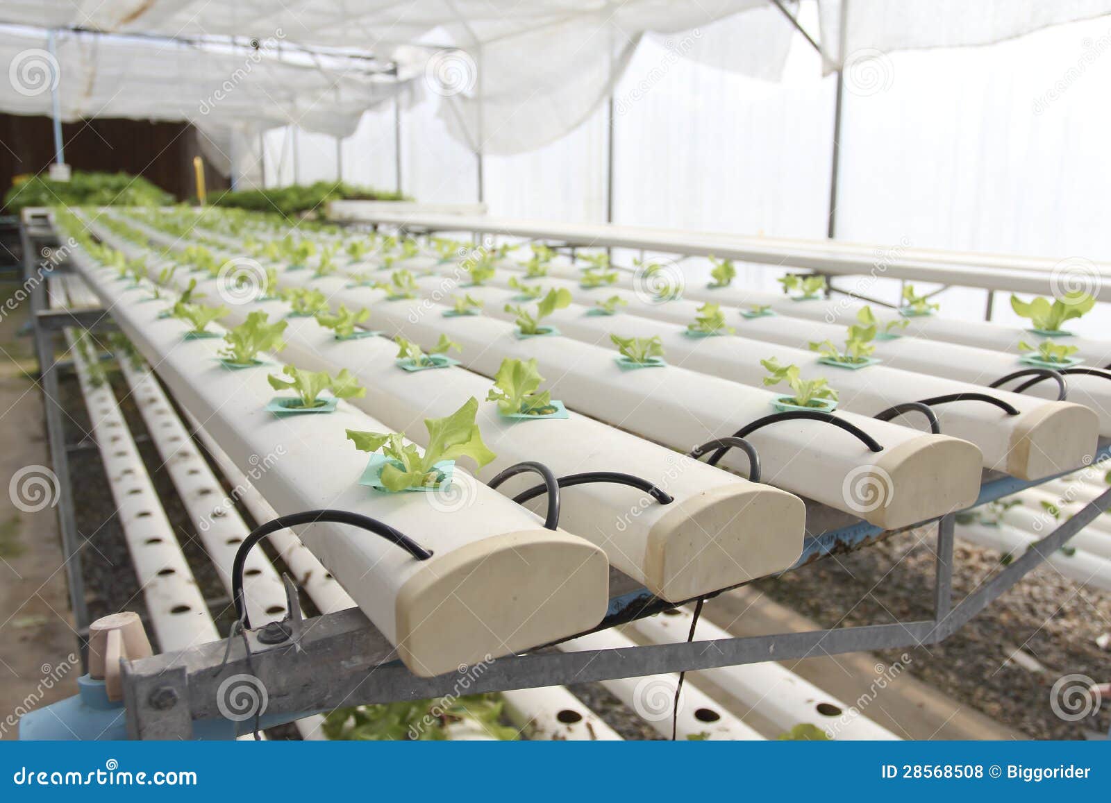 Hydroponic farm editorial stock photo. Image of glass - 28568508
