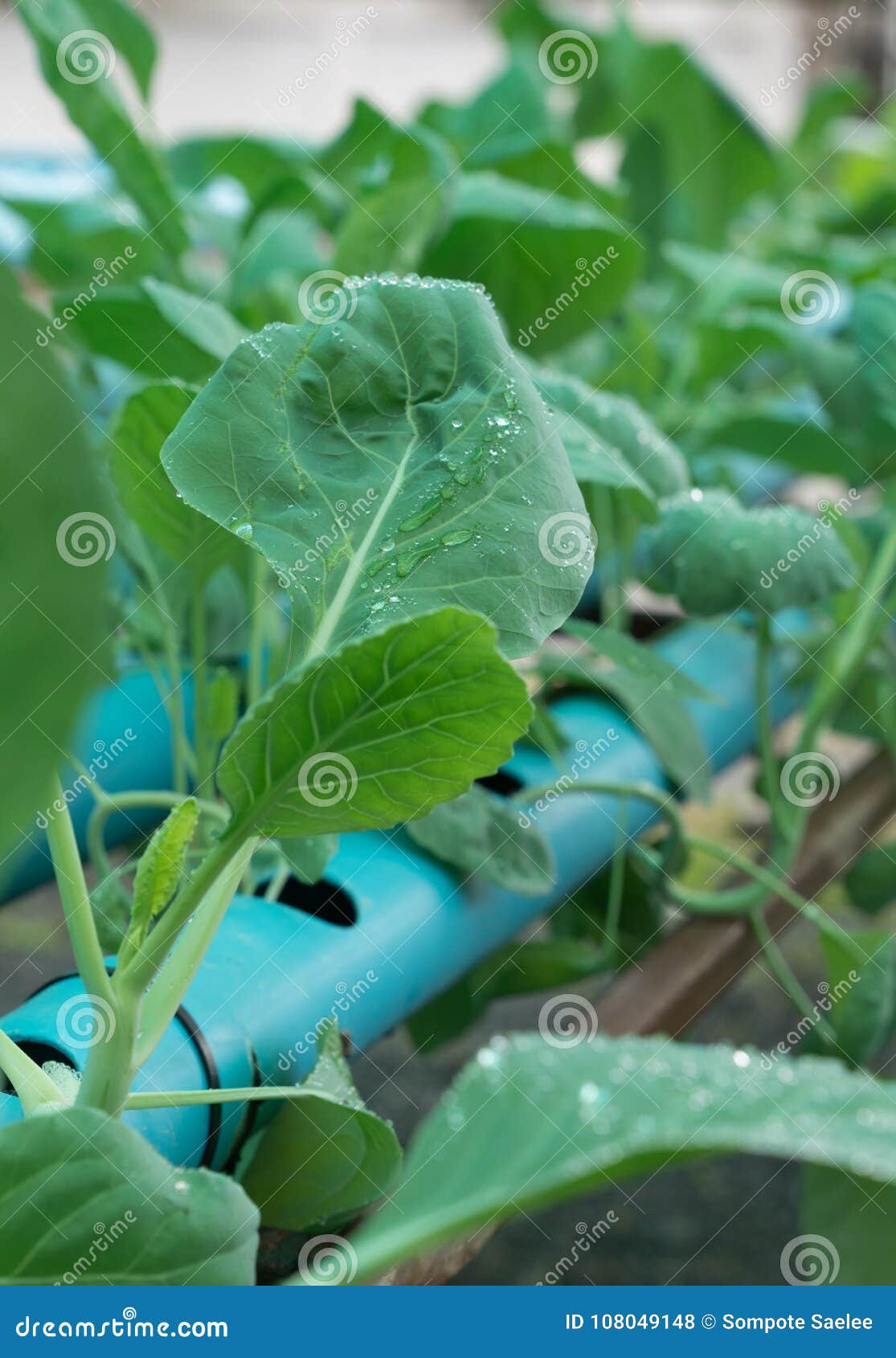 Hydroponic Farm of Chinese Hale Stock Photo - Image of health, grow ...