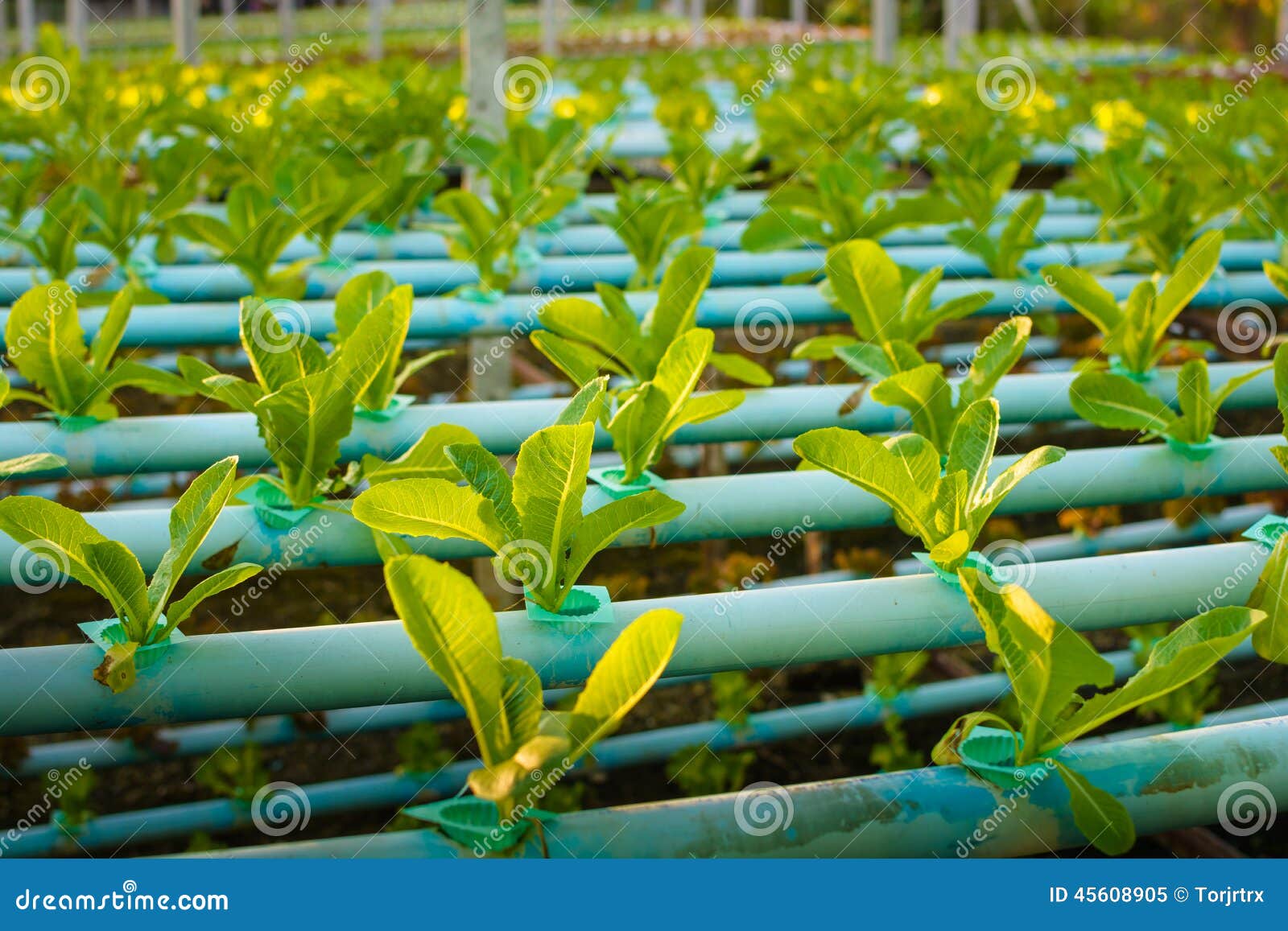 Hydroponic farm stock image. Image of garden, agriculture - 45608905