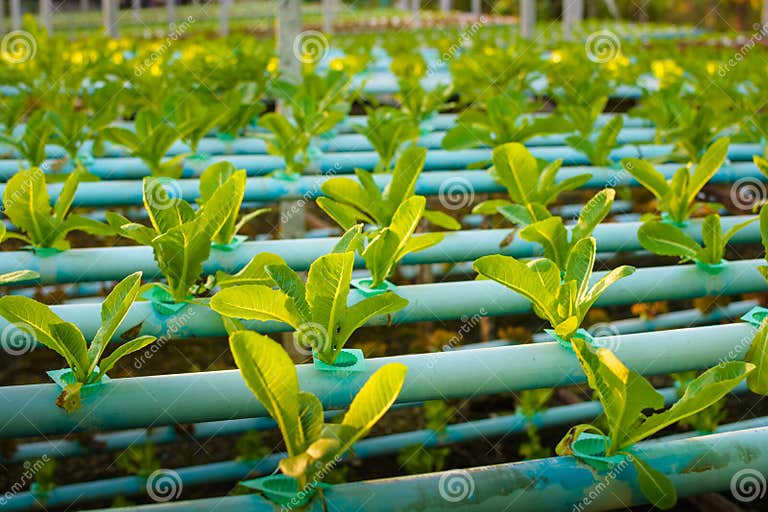Hydroponic farm stock image. Image of garden, agriculture - 45608905