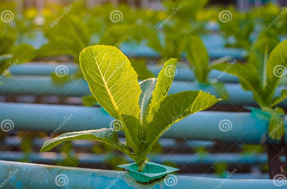 Hydroponic farm stock image. Image of green, rural, vitamin - 45609003