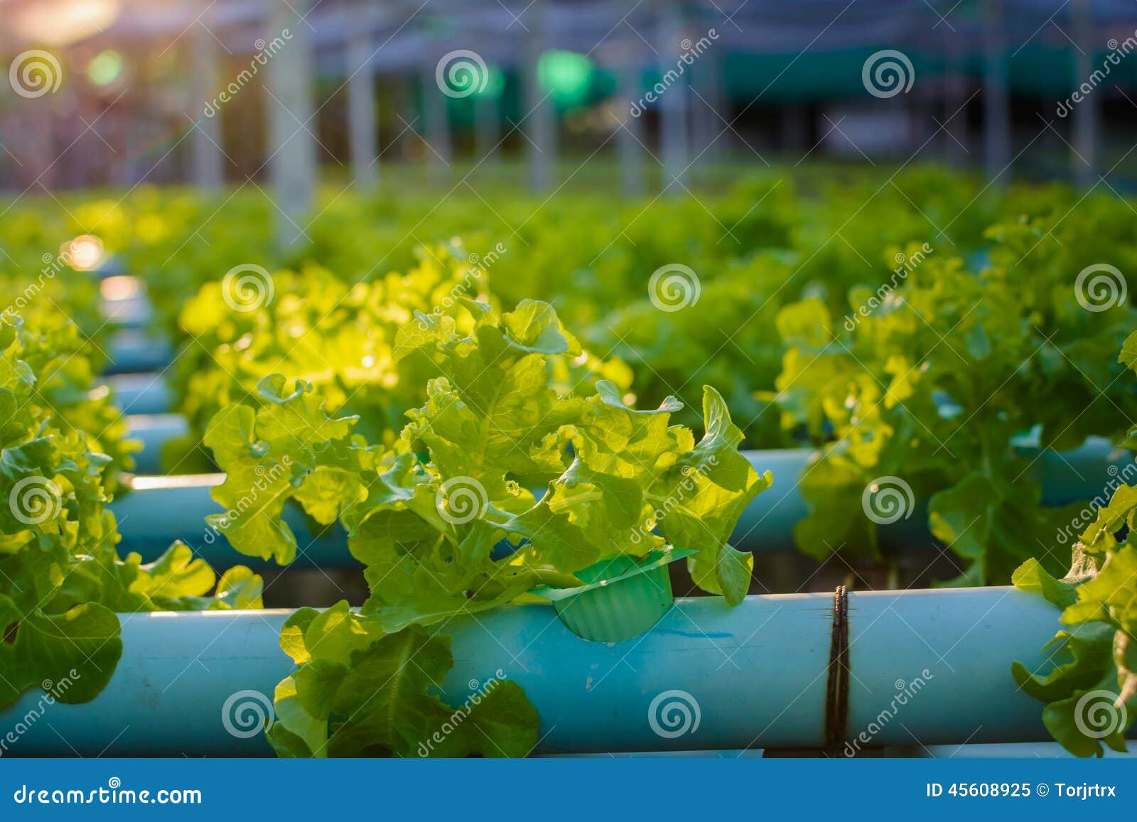 Hydroponic farm stock image. Image of vitamin, vegetable - 45608925