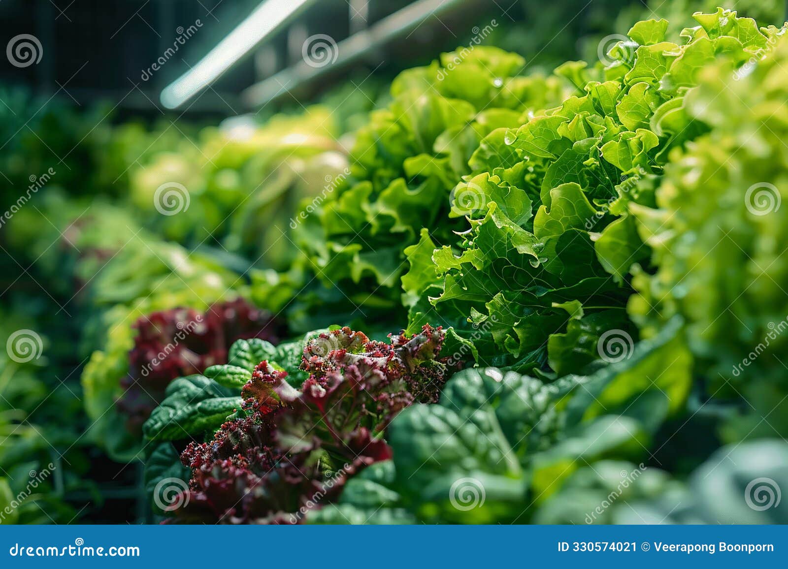 Hydroponic Farming Scene with Neat Rows of Vegetables, Under Artificial ...