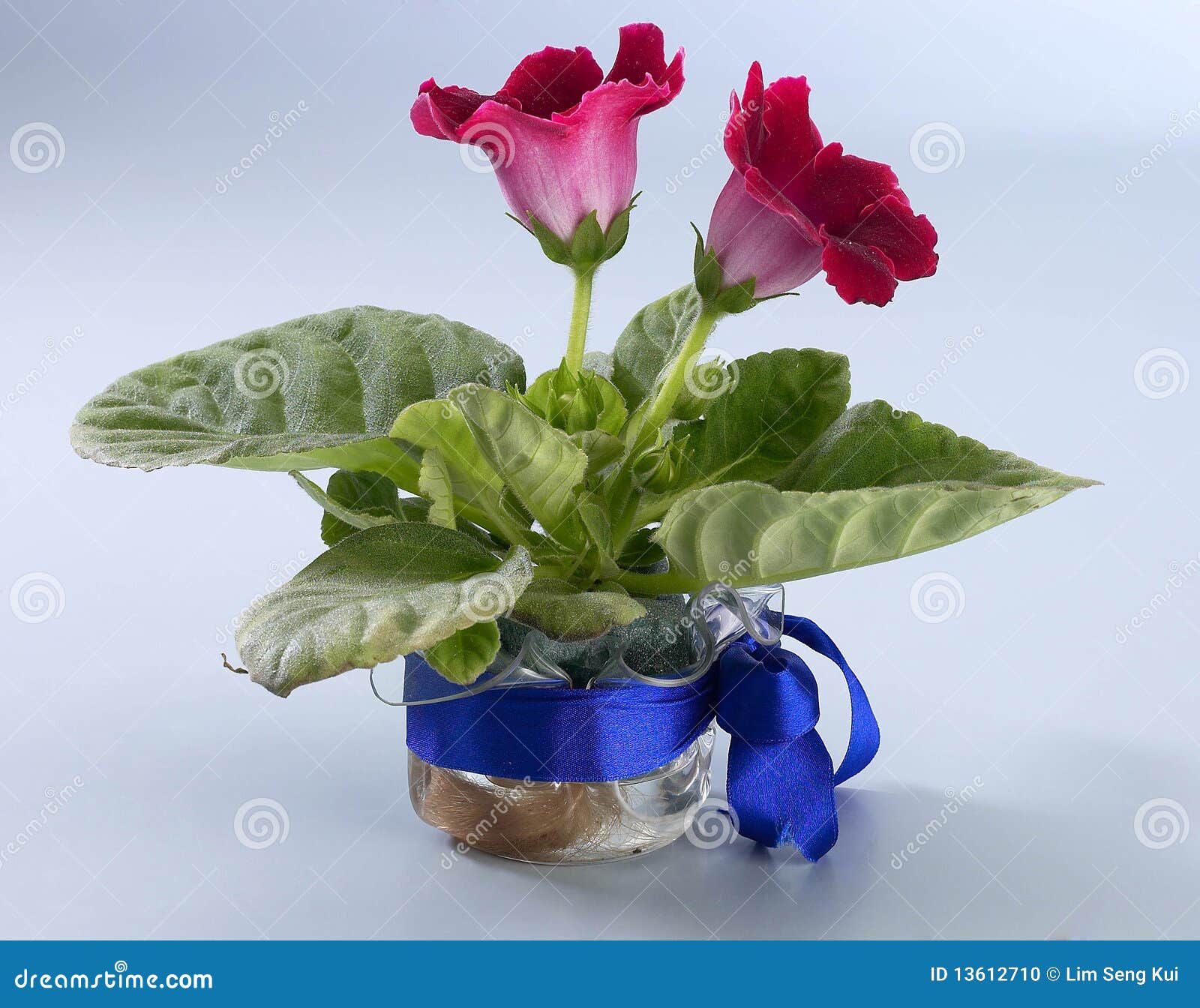 Hydroponic flower stock photo. Image of green, leaves - 13612710